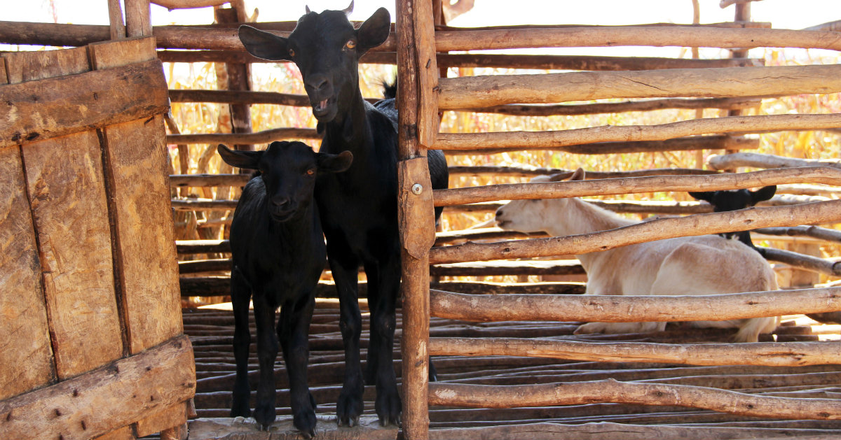How one goat is helping to lift a whole community out of poverty - ONE ...
